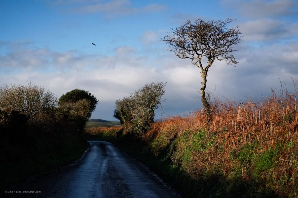 Dawn Pastels & Cornish Trees | Sea Surf Dirt