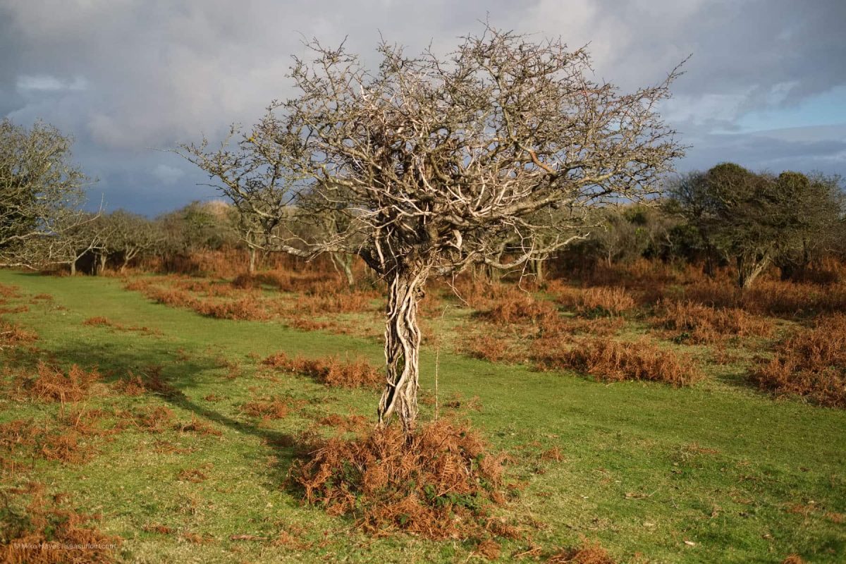 Dawn Pastels & Cornish Trees | Sea Surf Dirt
